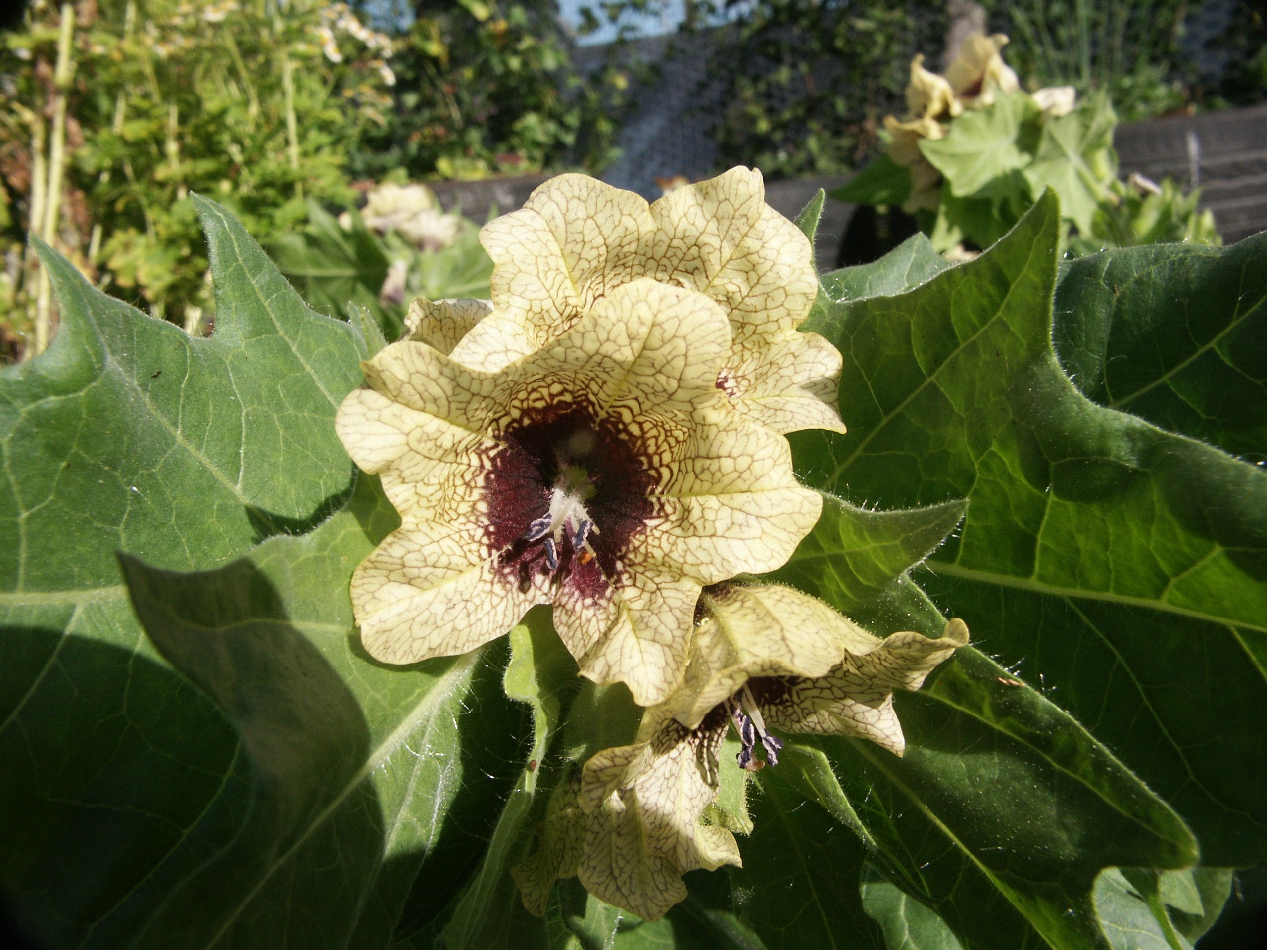 The Henbane Hypothesis | The Ethnobotanical Assembly