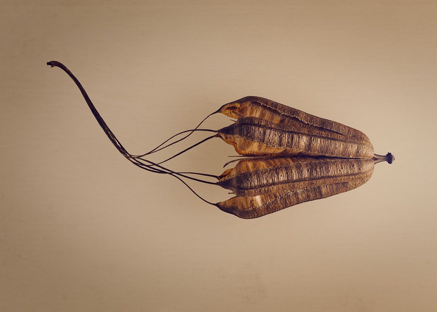 The Hidden Beauty of Seeds and Fruit | The Ethnobotanical Assembly