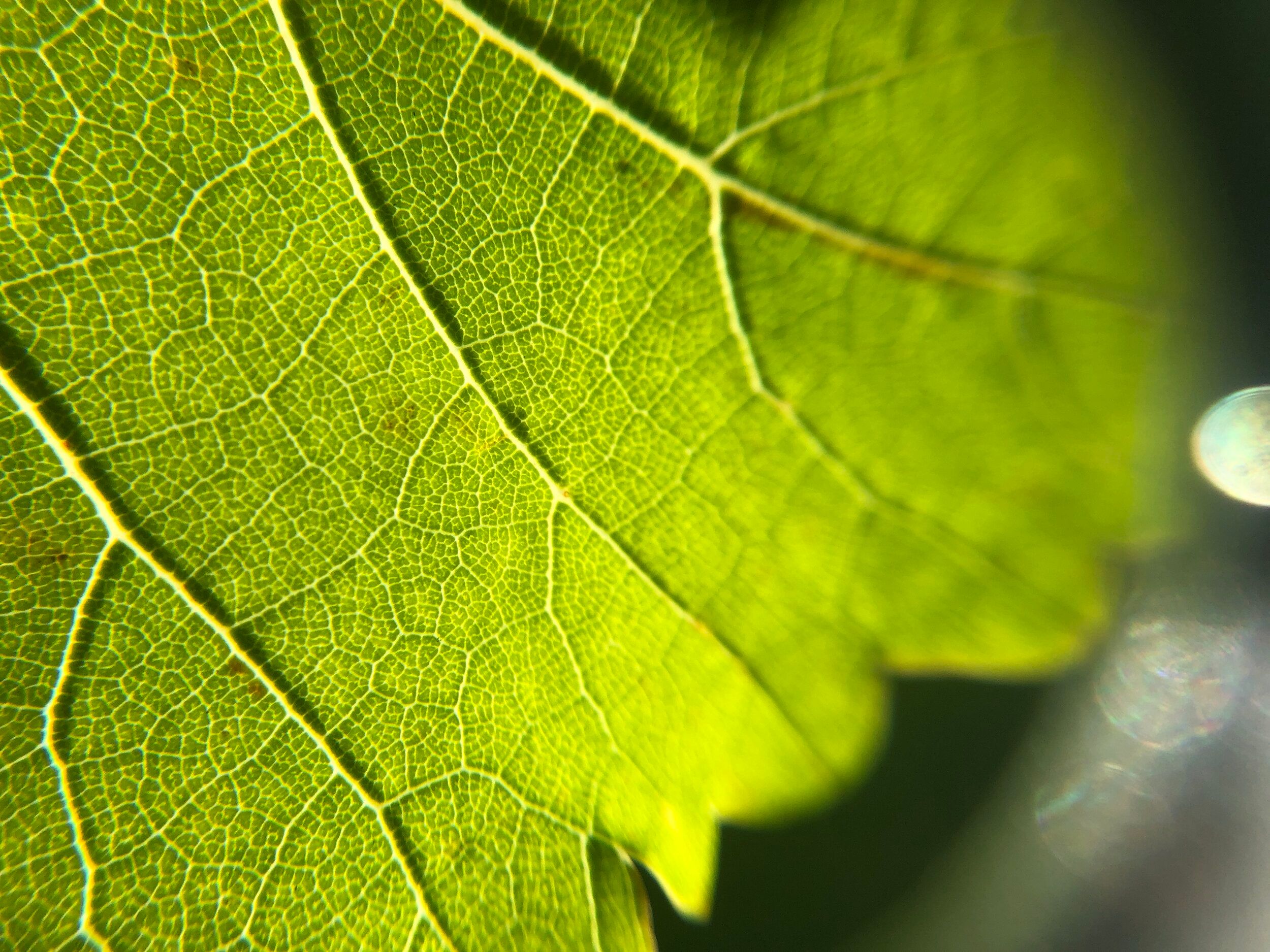 Biosphere | The Ethnobotanical Assembly