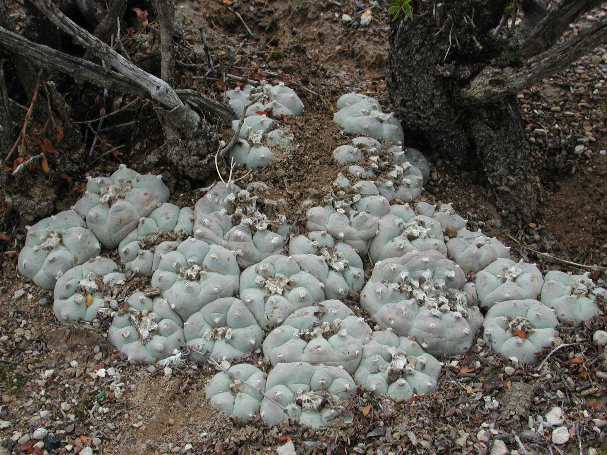 Pilgrimage and Peyote in Mexico and Central America | The ...