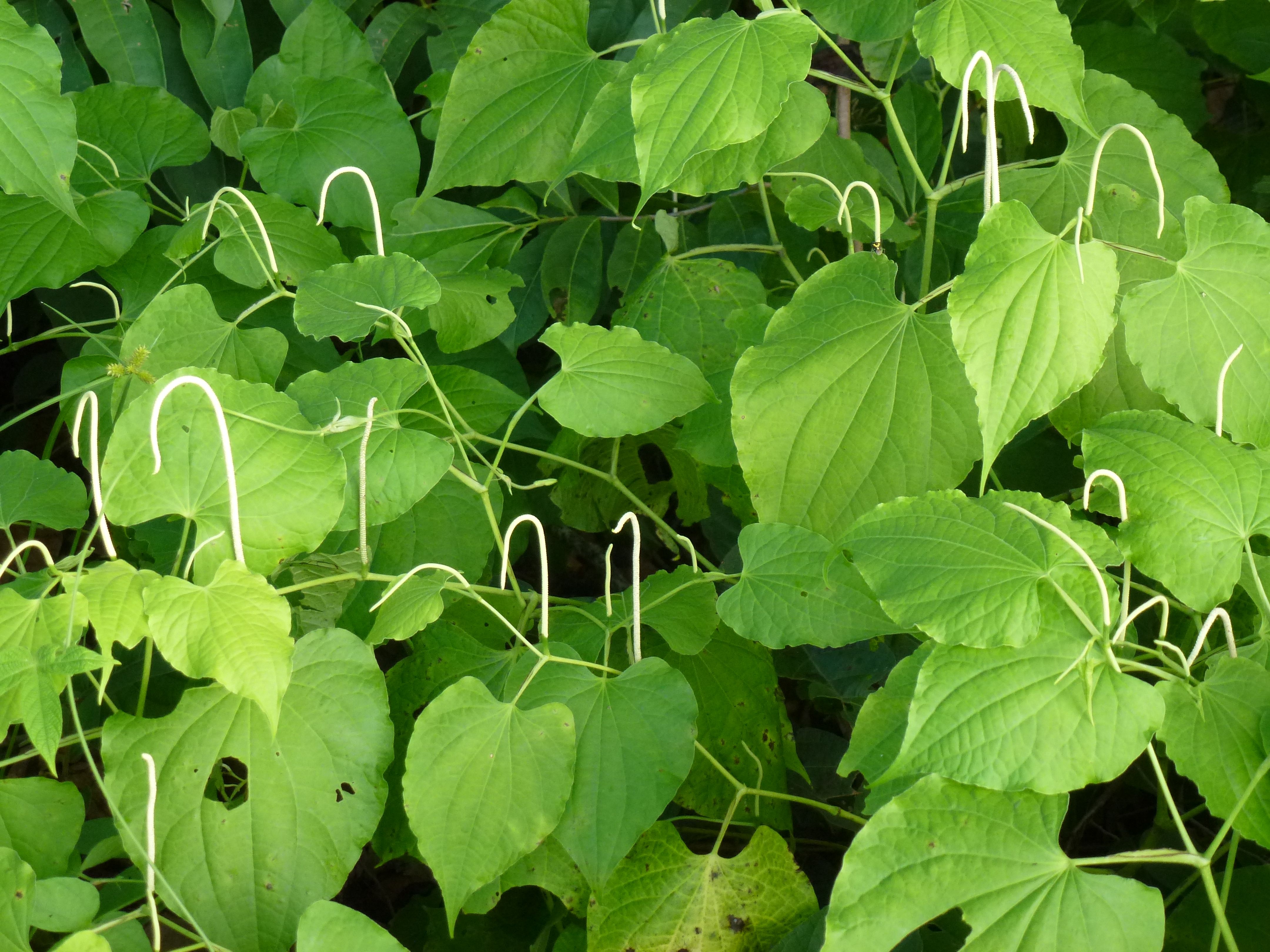 Plant Worlds | The Ethnobotanical Assembly
