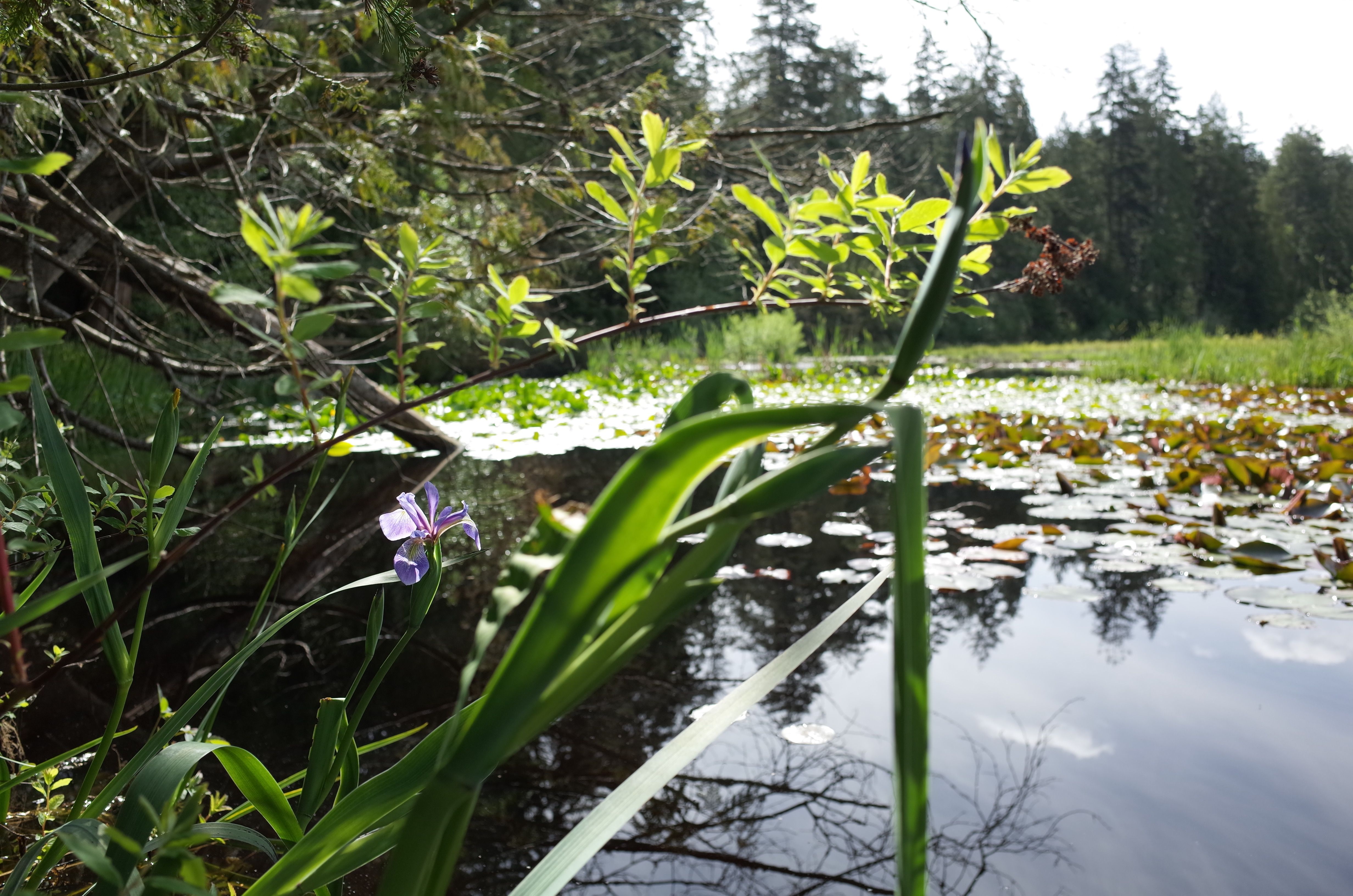 Your Secret Life with Plants | The Ethnobotanical Assembly