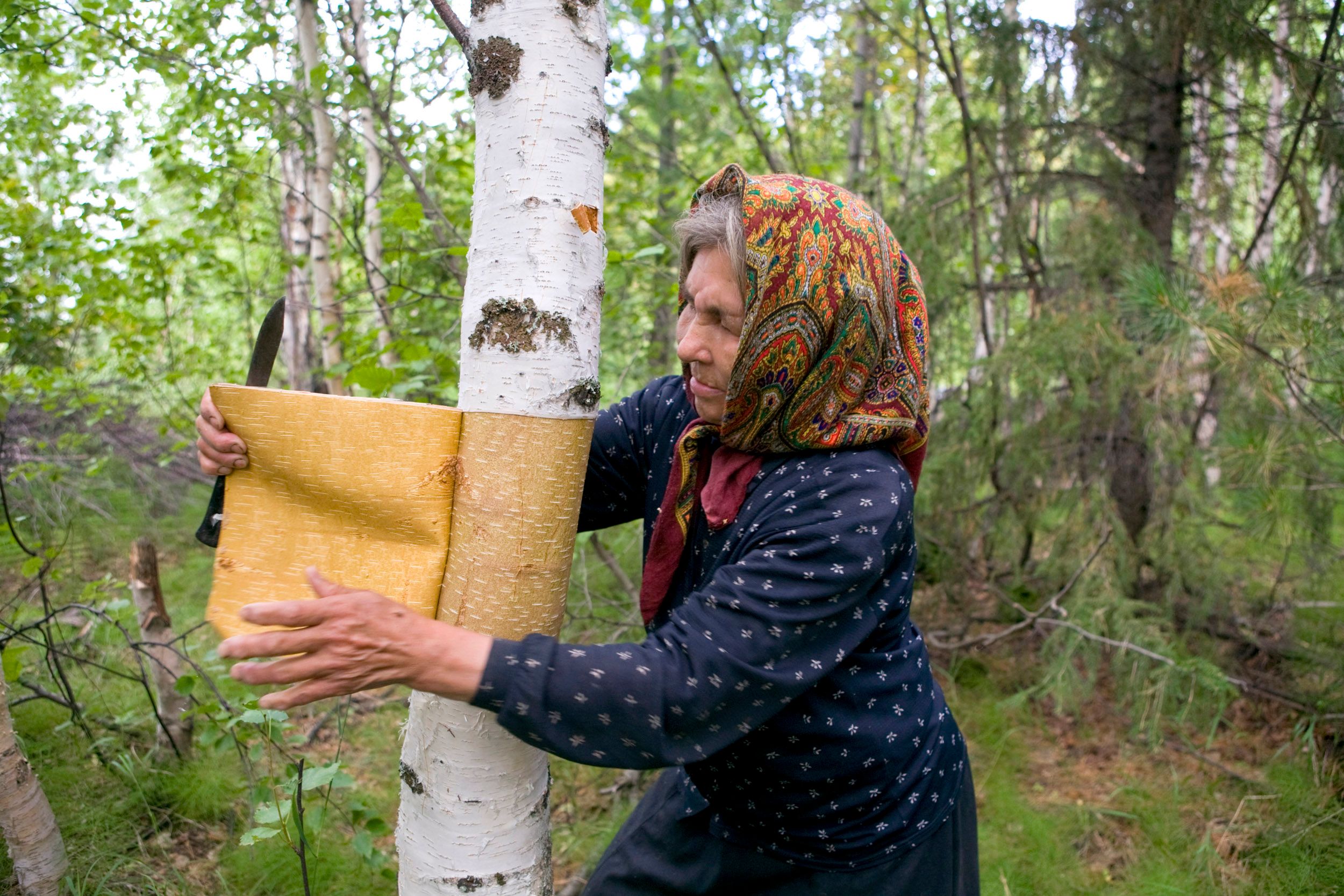 The Bounty of Birches | The Ethnobotanical Assembly