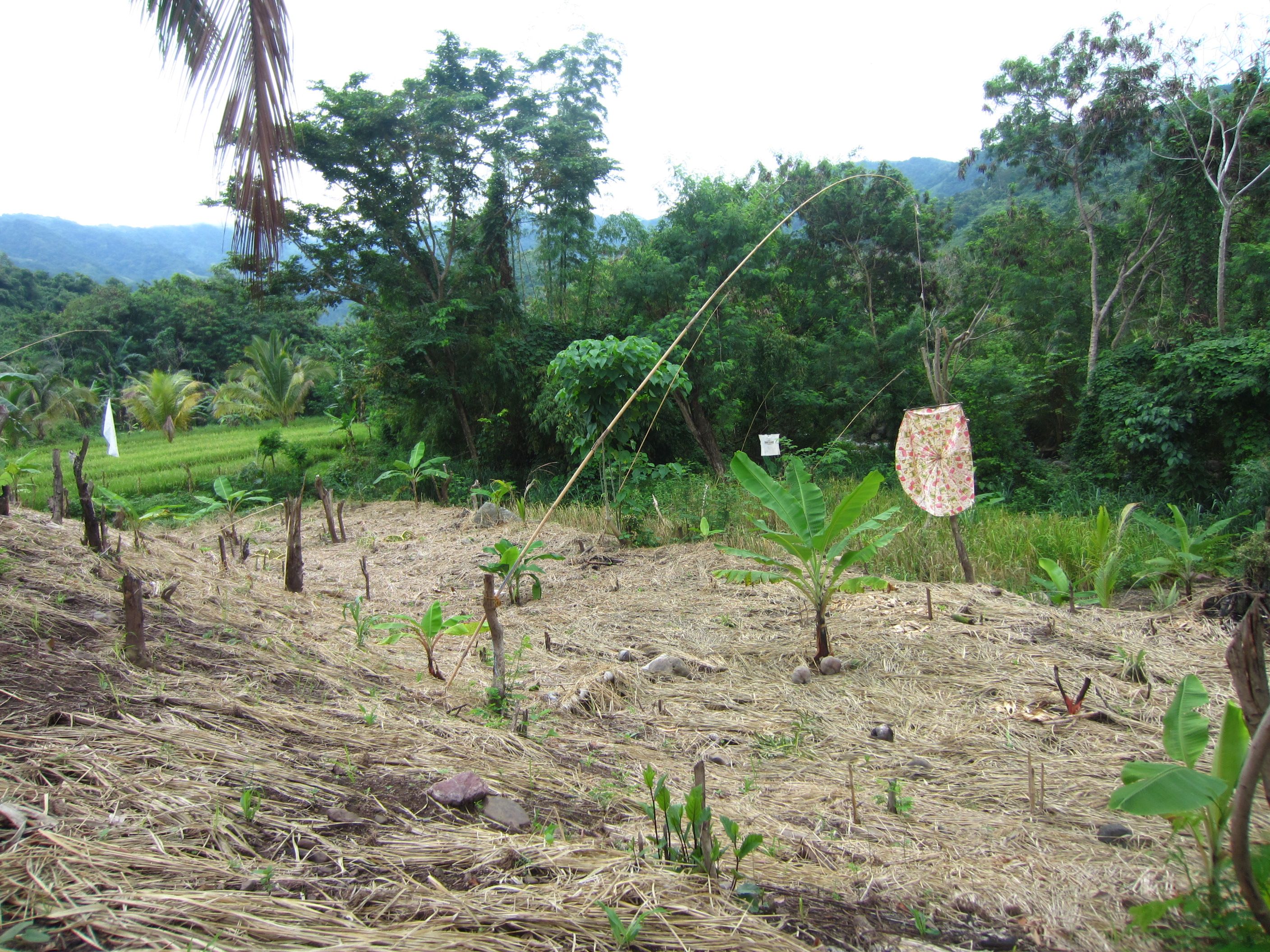 “Without Plants, We Cannot Live” | The Ethnobotanical Assembly