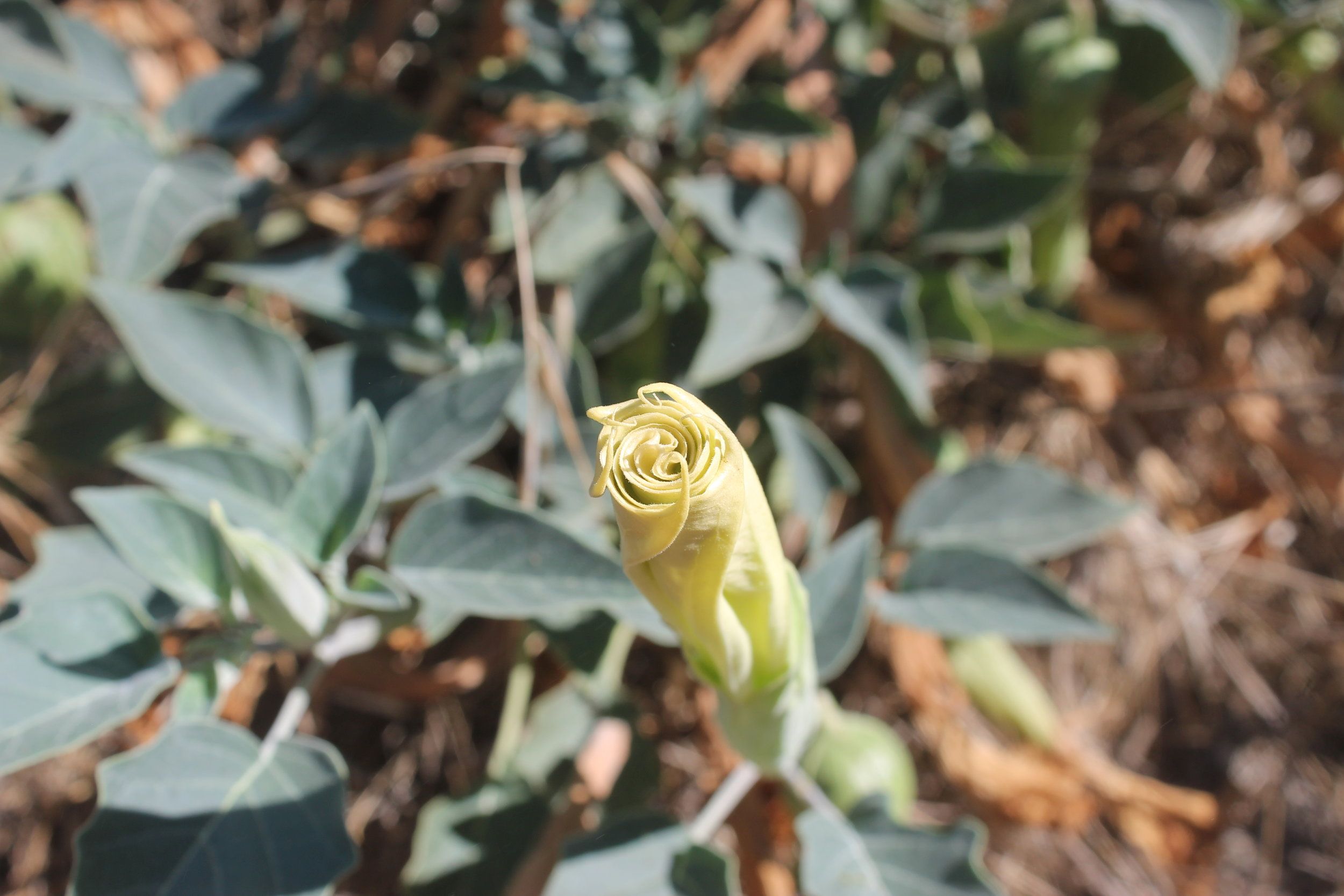 Toloache, *Datura wrightii* Regel, Nightshade family (Solanaceae) | The ...