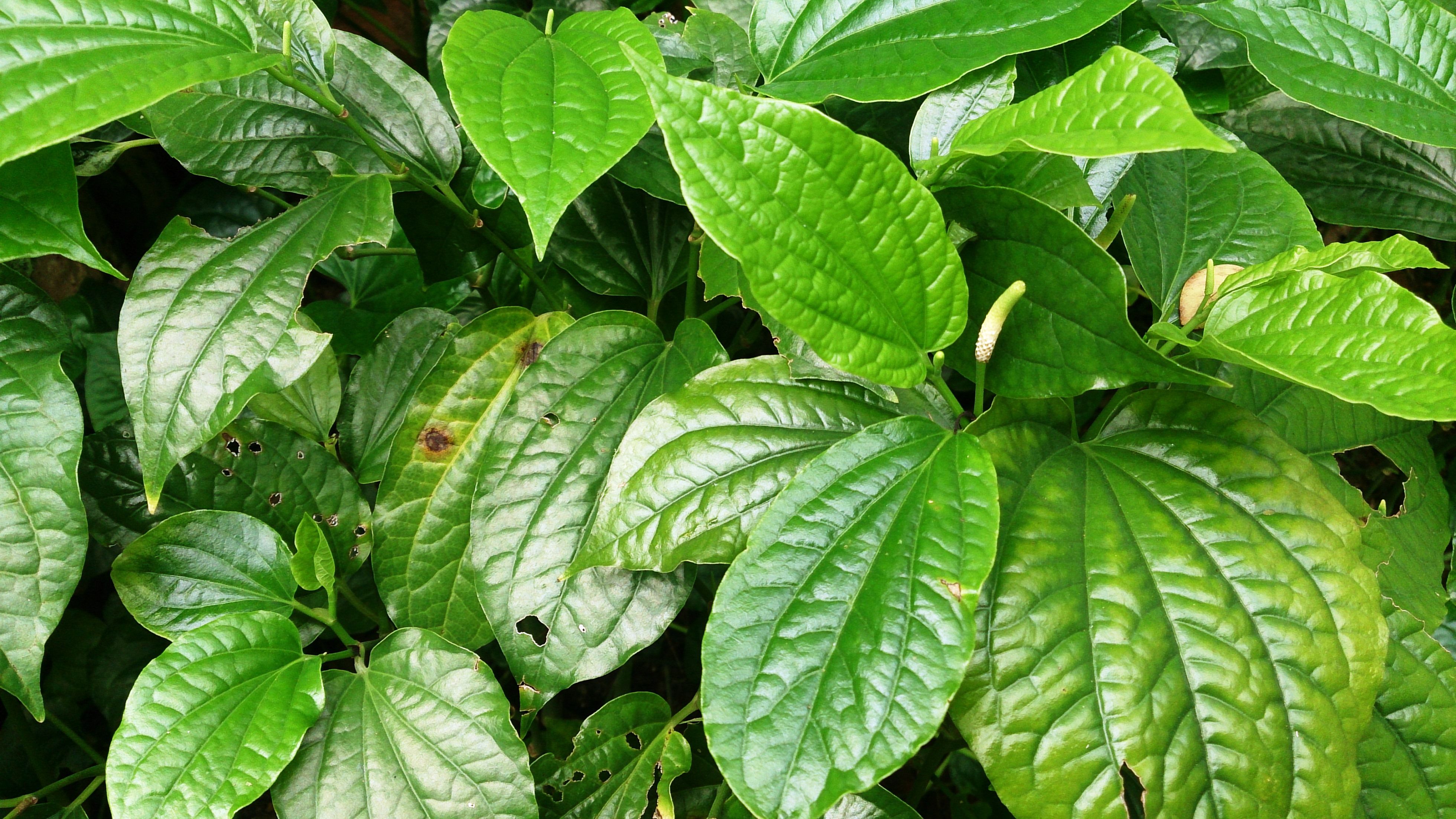 Wild Piper | The Ethnobotanical Assembly